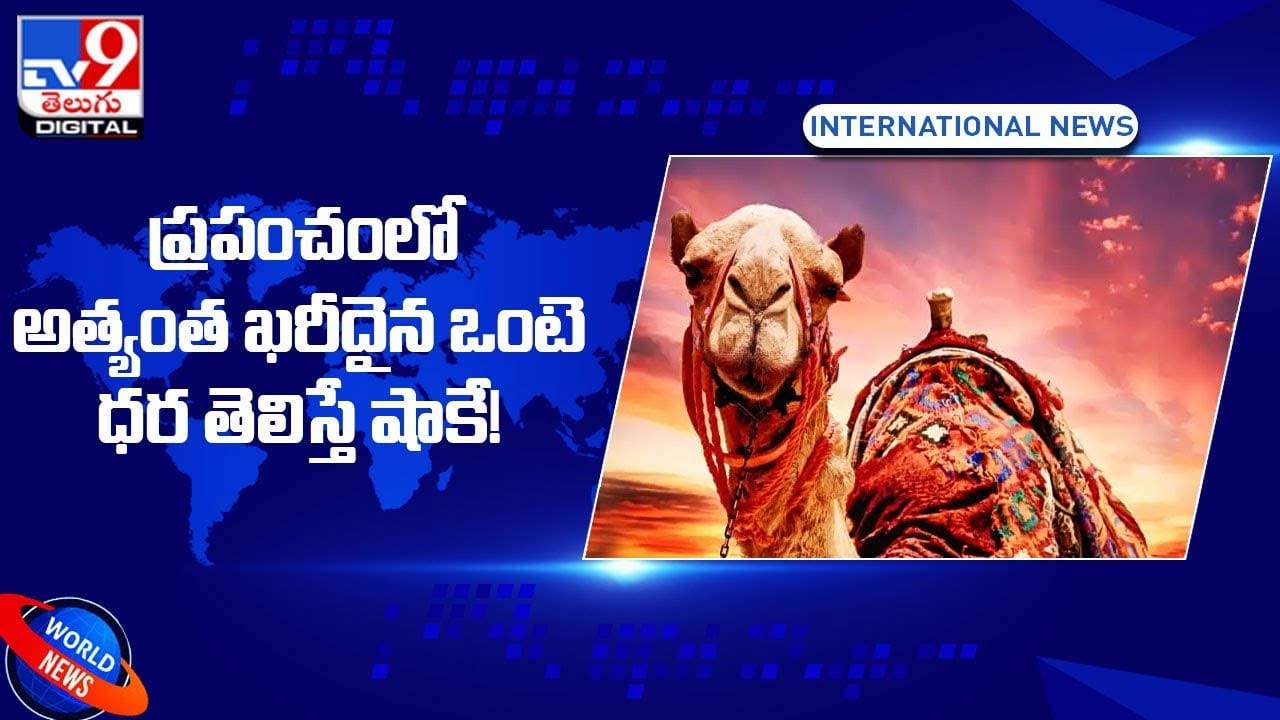 ప్రపంచంలో అత్యంత ఖరీదైన ఒంటె - ధర తెలిస్తే షాకే - Telugu News | Most ...