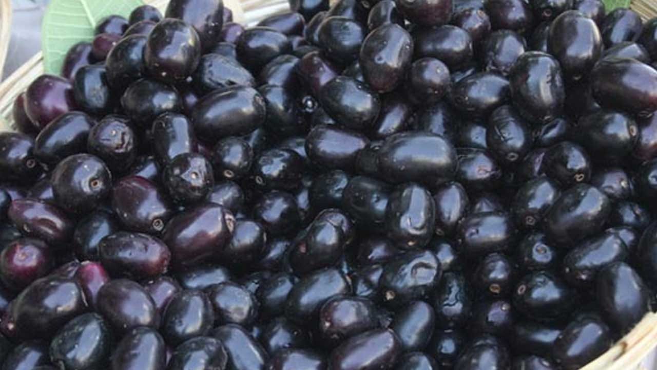 Diabetes Control: నేరేడు గింజలతో మధుమేహానికి చెక్ పెట్టొచ్చు.. పొడిని ...