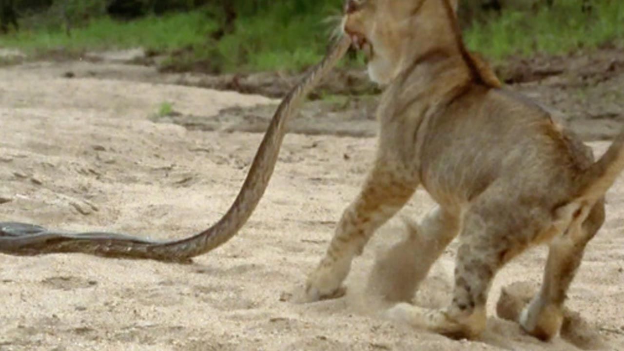Viral Video: కొండ చిలువతో మజాక్ ఆడబోయిన సింహం పిల్ల.. పైథాన్ రిప్లై ...