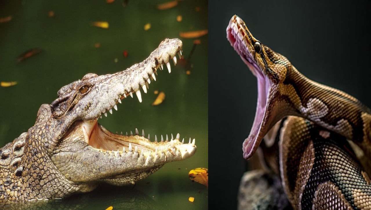 Viral Video: మొసలి, కొండ చిలువల మధ్య భీకర పోరు.. చివరికి జరిగింది, ఎవరూ ...