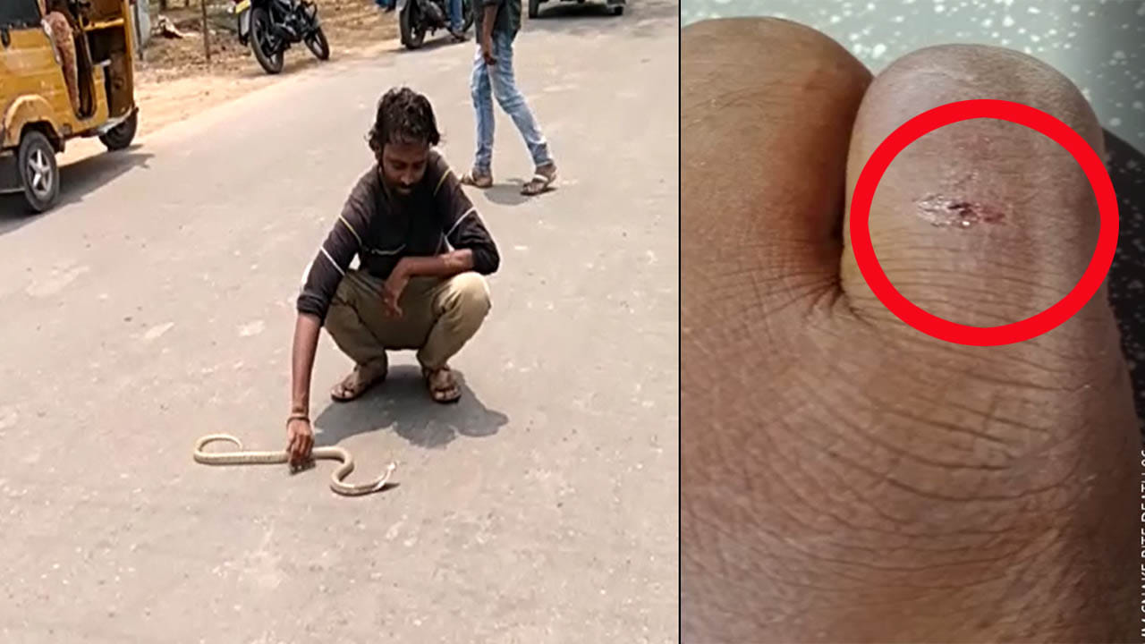 Snake Bite: మణుగూరులో హృదయవిదారకర ఘటన.. పాములు పట్టే వ్యక్తి.. అదే పాము ...
