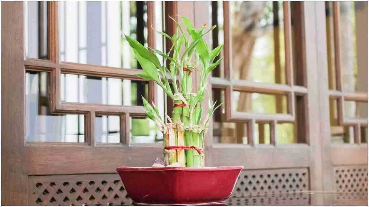 Bamboo Plant: ఇంట్లో ఆనందం, శాంతి కొనసాగాలంటే ఈ మొక్కని నాటాల్సిందే ...
