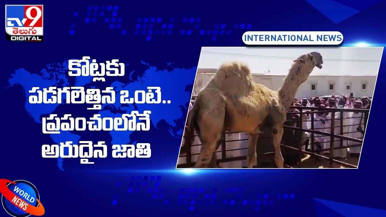 కోట్లకు పడగలెత్తిన ఒంటె !! ప్రపంచంలోనే అరుదైన జాతి - Telugu News ...