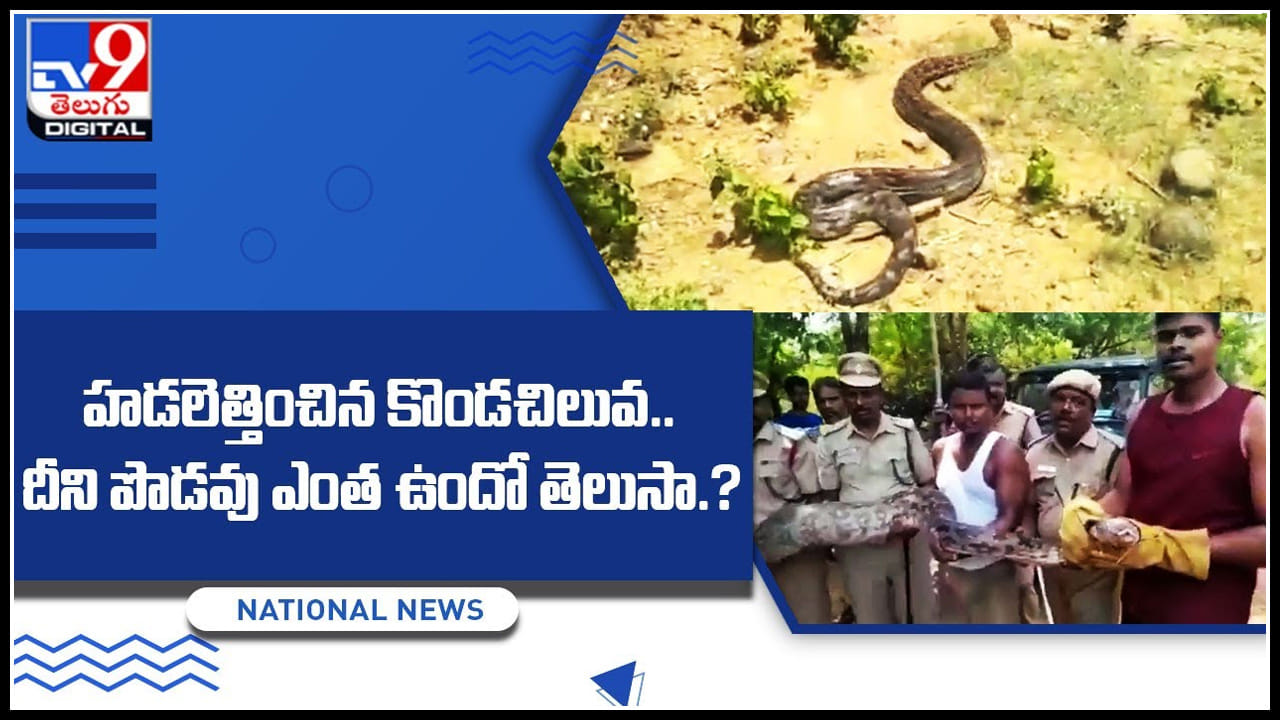 Python: హడలెత్తించిన కొండచిలువ.. దీని పొడవు ఎంత ఉందో తెలుసా.? ఒళ్ళు ...