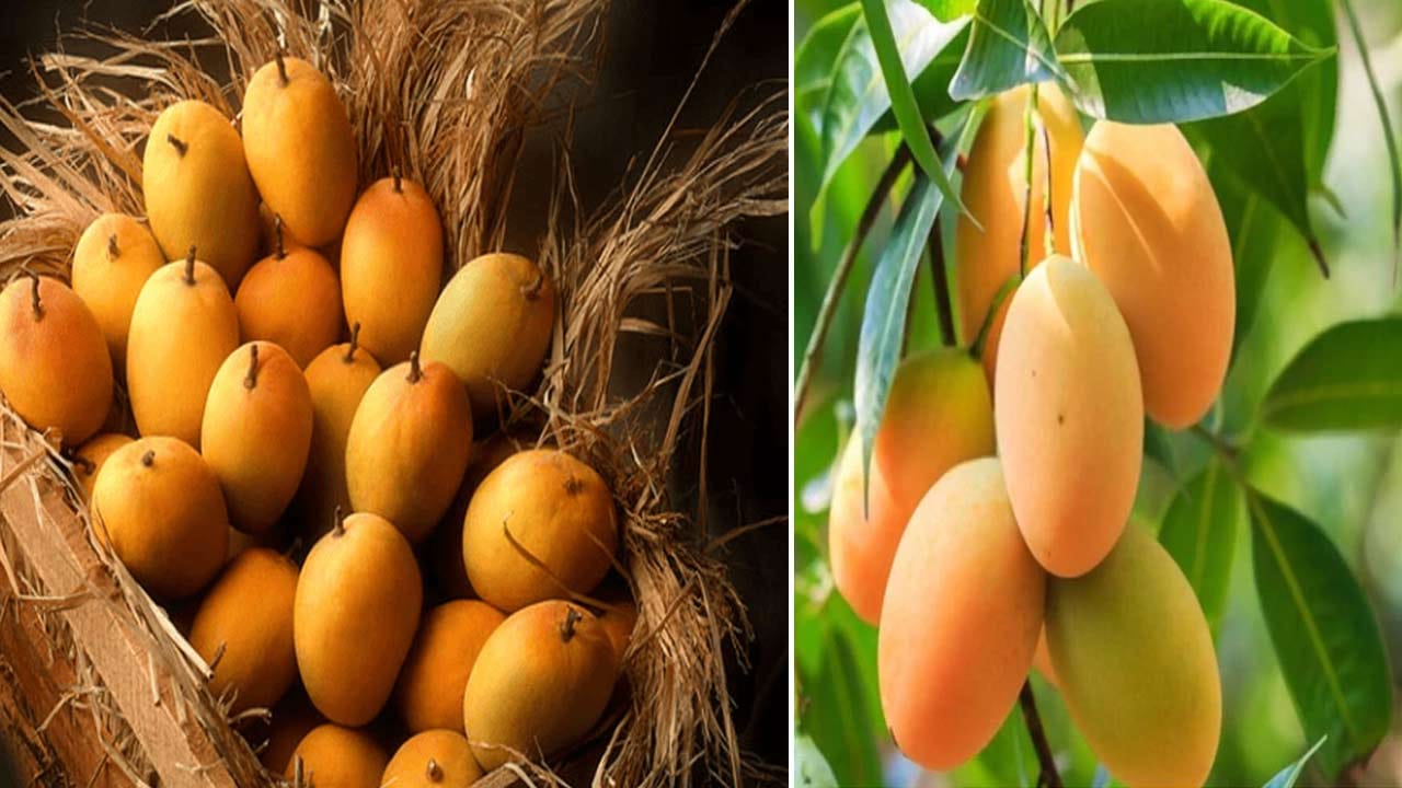 Mango: మామిడి పండ్లు సహజంగా పండినవా.. కెమికల్ వేసి పండించారా ఎలా ...