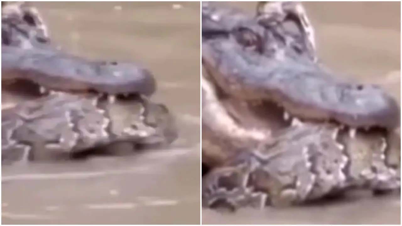 Viral Video: వదిలితేనే వదులుతా.. పంతం పట్టిన మొసలి, కొండ చిలువ.. భీకర ...