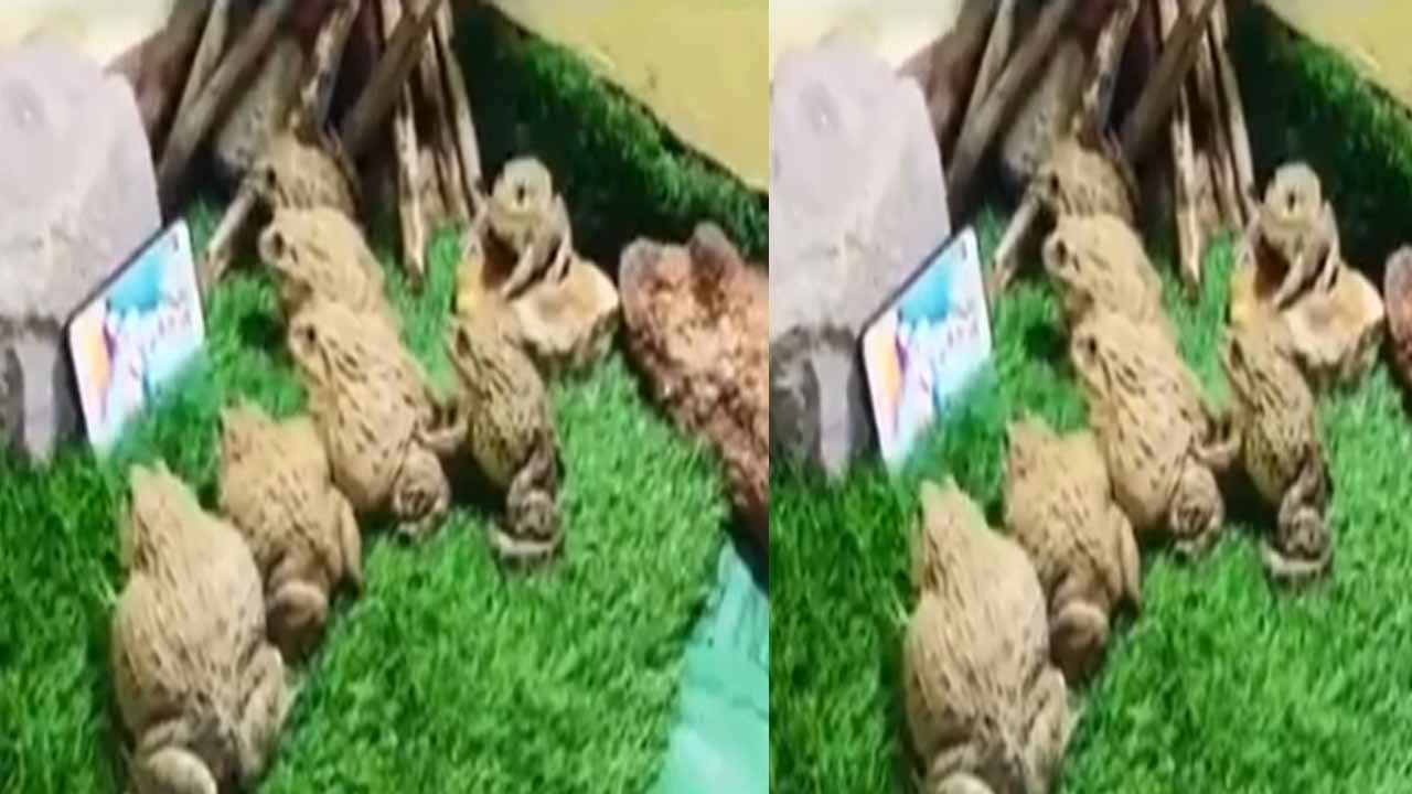 Viral Video: మనుషులకు ఏ మాత్రం తీసిపోమంటున్న కప్పలు.. తాము చూస్తుండగా ...
