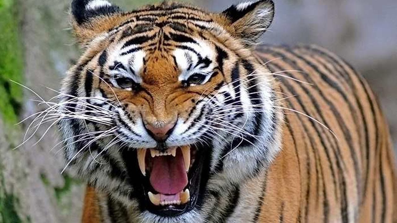 Royal Bengal Tiger: రూపంలో రాజసం.. ఒళ్లంతా పౌరుషం...పొగరుకు మారుపేరు ...