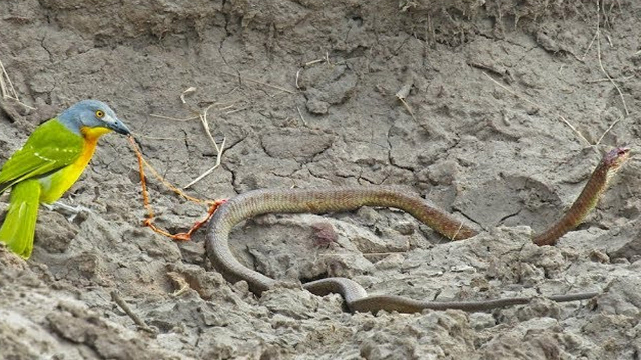 Viral Video: ఈ పక్షికి ఎన్ని గుండెలు.. బ్రతికున్న పాము పొట్ట చీల్చి ...