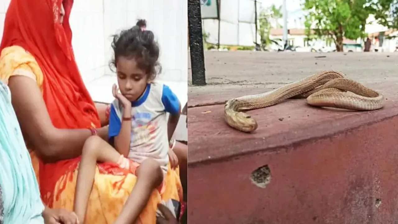 Viral: చిన్నారిని కాటేసి చనిపోయిన నాగుపాము.. సంచలనం సృష్టిస్తున్న ...