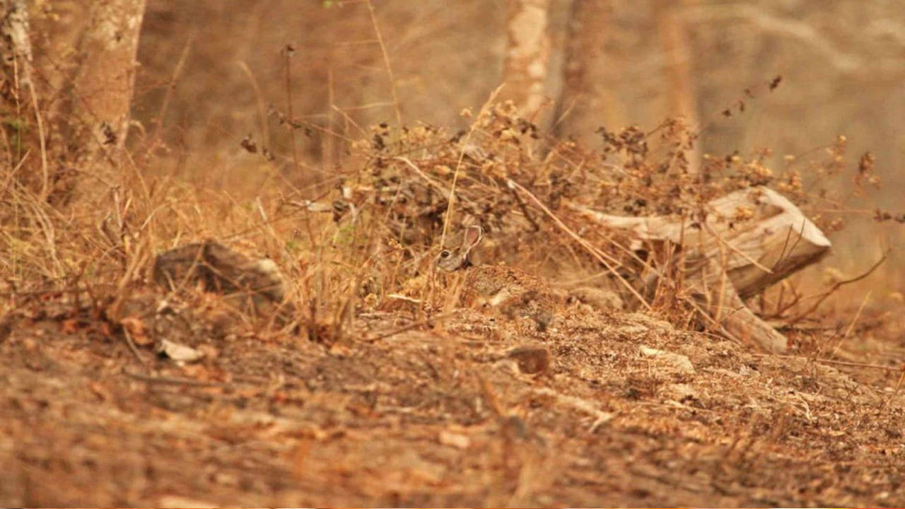 Photo Puzzle: దొంగి.. ముద్దైన కుందేలు ఈ ఫోటోలో దాగి ఉంది.. 20 సెకన్లలో ...