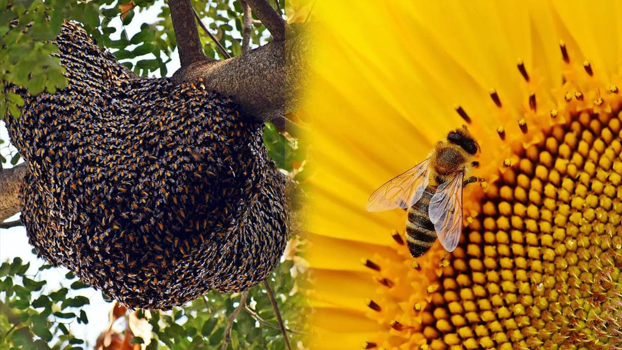 Honey Bee: తేనెటీగ తన జీవితంలో ఎంత తేనెను తయారు చేస్తుందో తెలుసా ...