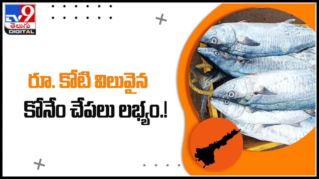 Expensive Fish: కోటి విలువైన కోనేం చేపలు లభ్యం.! ఉప్పాడ సంద్రంలో అరుదైన ...