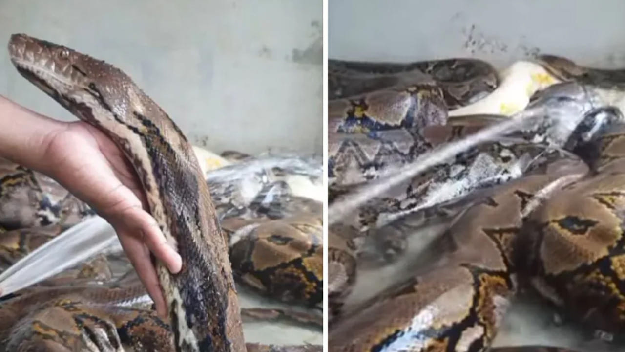 Viral Video: వామ్మో.. కుప్పలు కుప్పలుగా కొండచిలువలు.. వీడియో చూస్తే ...