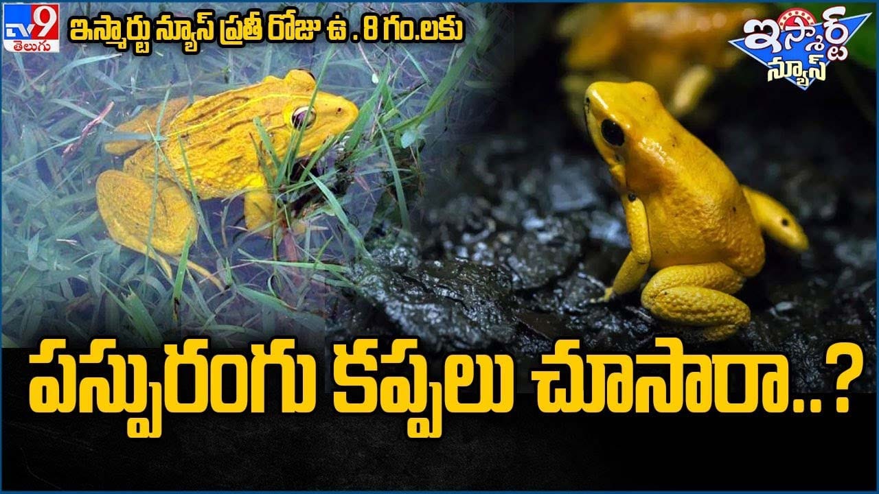 Telangana: పసుపు రంగు కప్పలు చూసారా ?? ఆసక్తికరంగా తిలకిస్తున్న ...