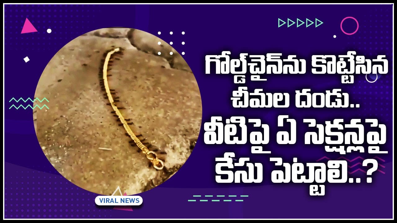 Ants carry gold chain: గోల్డ్‌చైన్‌ను కొట్టేసిన చీమల దండు.. వీటిపై ఏ ...