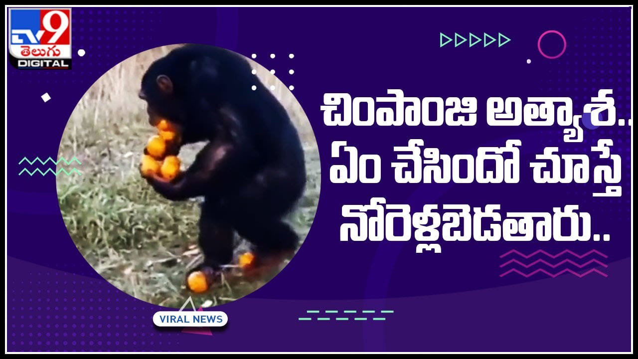 Chimpanji viral video: చింపాంజి అత్యాశ.. ఏం చేసిందో చూస్తే ...