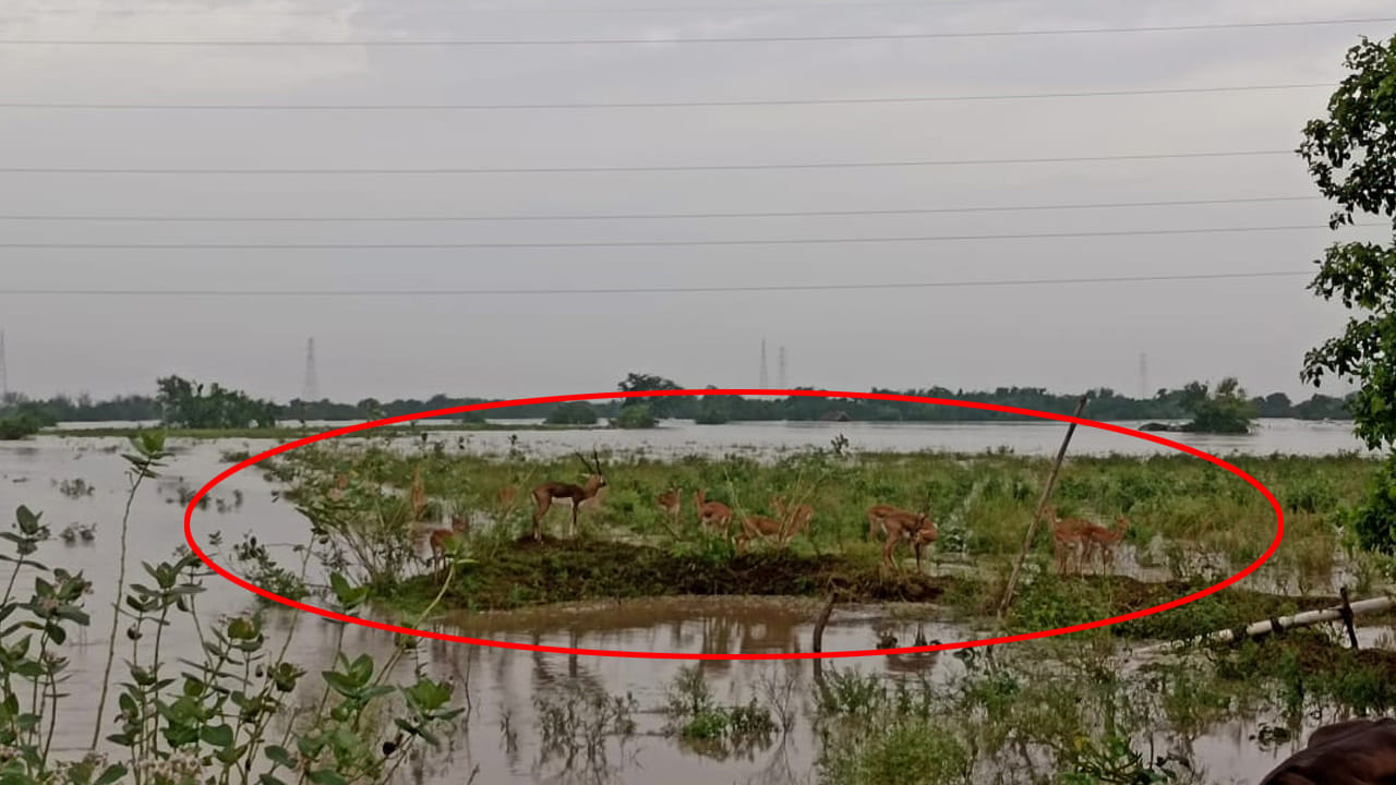 AP Floods: పాపం జింకలు.. వాటి బాధ వర్ణణాతీతం.. వరదల్లో అమాయకపు చూపులు ...