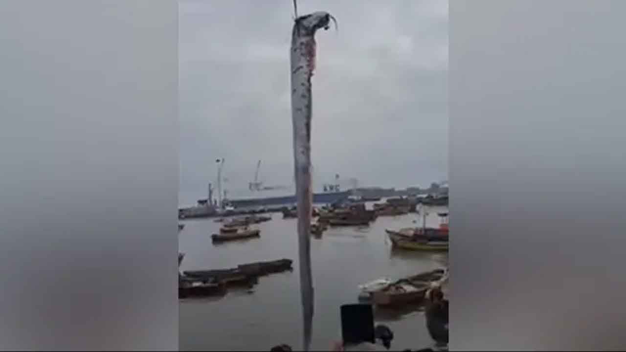 Viral Video: మళ్లీ దొరికిన రాకాసి చేప.. హడలిపోతున్న జనాలు.. భయానికి ...