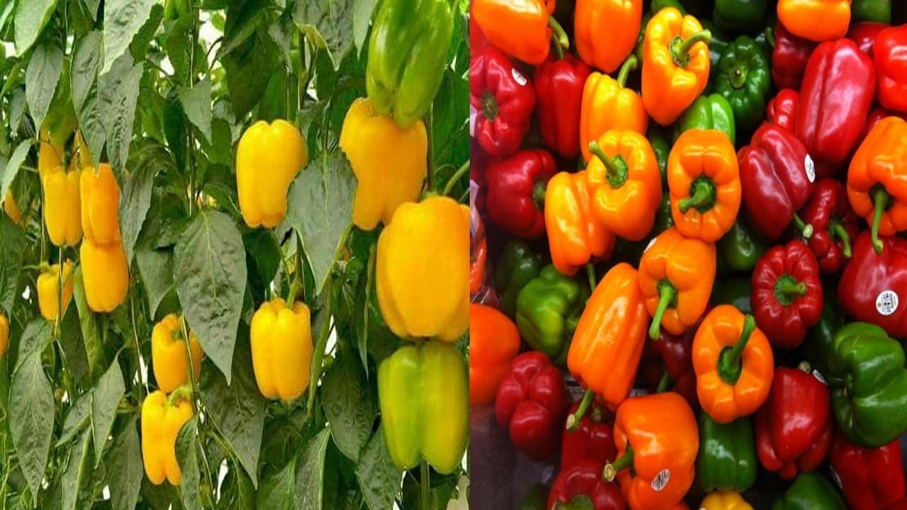 Capsicum Farming: రైతు ఆర్ధికంగా లాభాలు అందుకోవాలంటే కాప్సికం పంట మేలైన ...