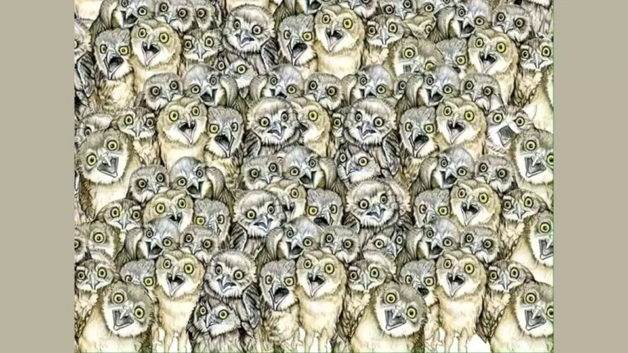 Optical Illusion: గుడ్లగూబల మధ్య నక్కి ఉన్న తుంటరి పిల్లిని మీరు ...