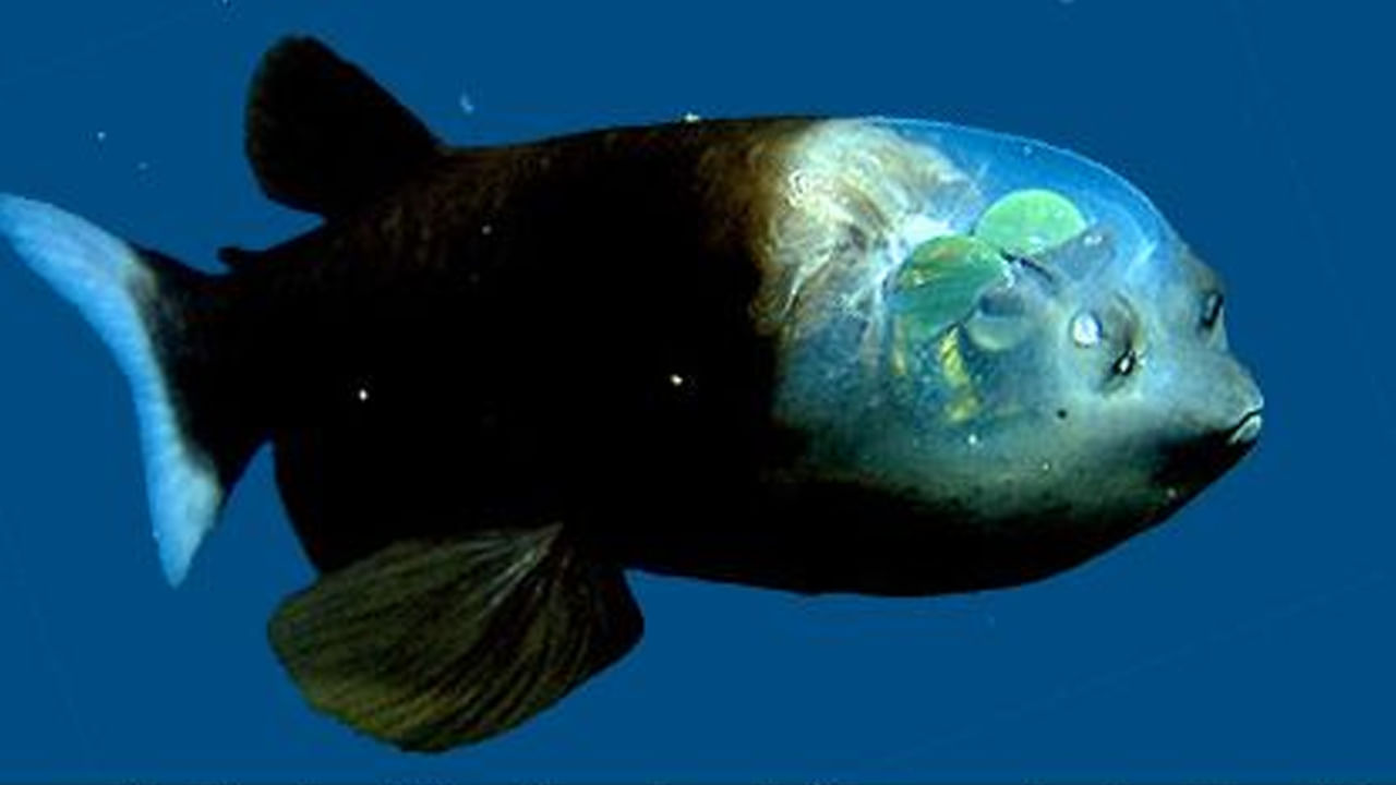 Viral: సముద్రంలో ఏలియన్ చేప.. శాస్త్రవేత్తలు సైతం పరేషాన్.. మీరూ ...