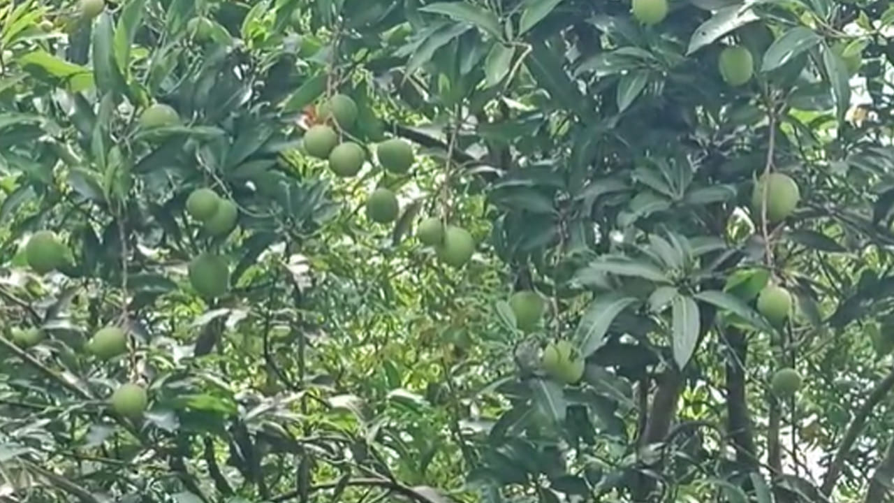 Konaseema: చెట్టు నిండా గుత్తులు.. గుత్తులుగా మామిడి కాయలు.. ఎక్కడా ...