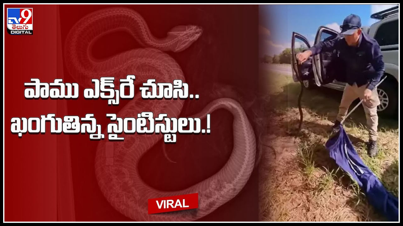 Snake X- rey: పాముకు ఎక్స్‌రే చూసి.. ఖంగుతిన్న సైంటిస్టులు.! భారీ పాము శరీరభాగంలో విస్తుపోయే ...