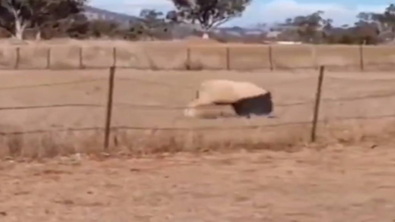 Video Viral: తన కోపమే తన శత్రువు.. ఇలా ఎందుకు అంటారో ఈ వీడియో చూస్తే ...