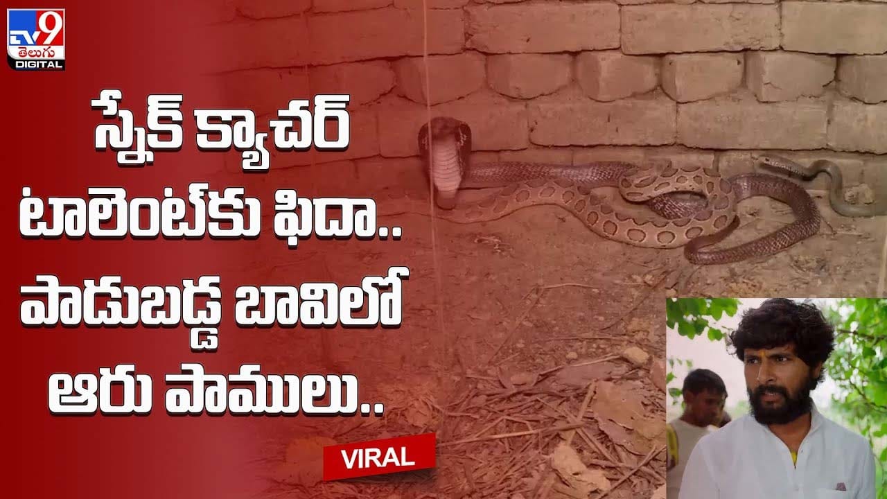 పాడుబడ్డ బావిలో ఆరు పాములు !! స్నేక్‌ క్యాచర్‌ టాలెంట్‌కు ఫిదా అవుతున్న నెటిజన్స్ - Telugu News ...