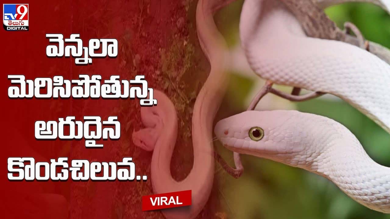 Viral Video: వెన్నలా మెరిసిపోతున్న అరుదైన కొండచిలువ.. - Telugu News | White python spotted at ...