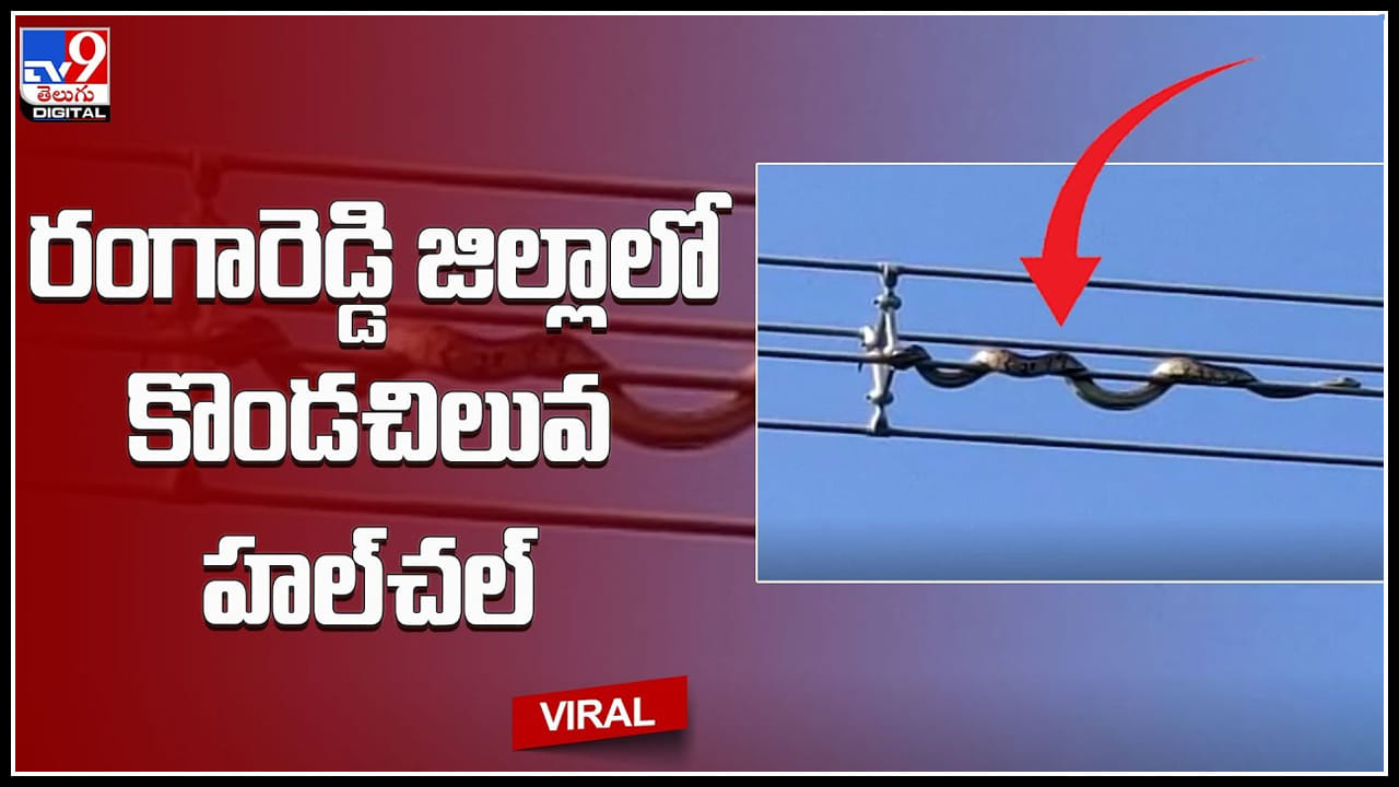 Python Viral Video: రంగారెడ్డి జిల్లాలో కొండచిలువ హల్‌చల్‌.. విద్యుత్‌ హైటెన్షన్‌ వైర్లపై పాకుతూ ...