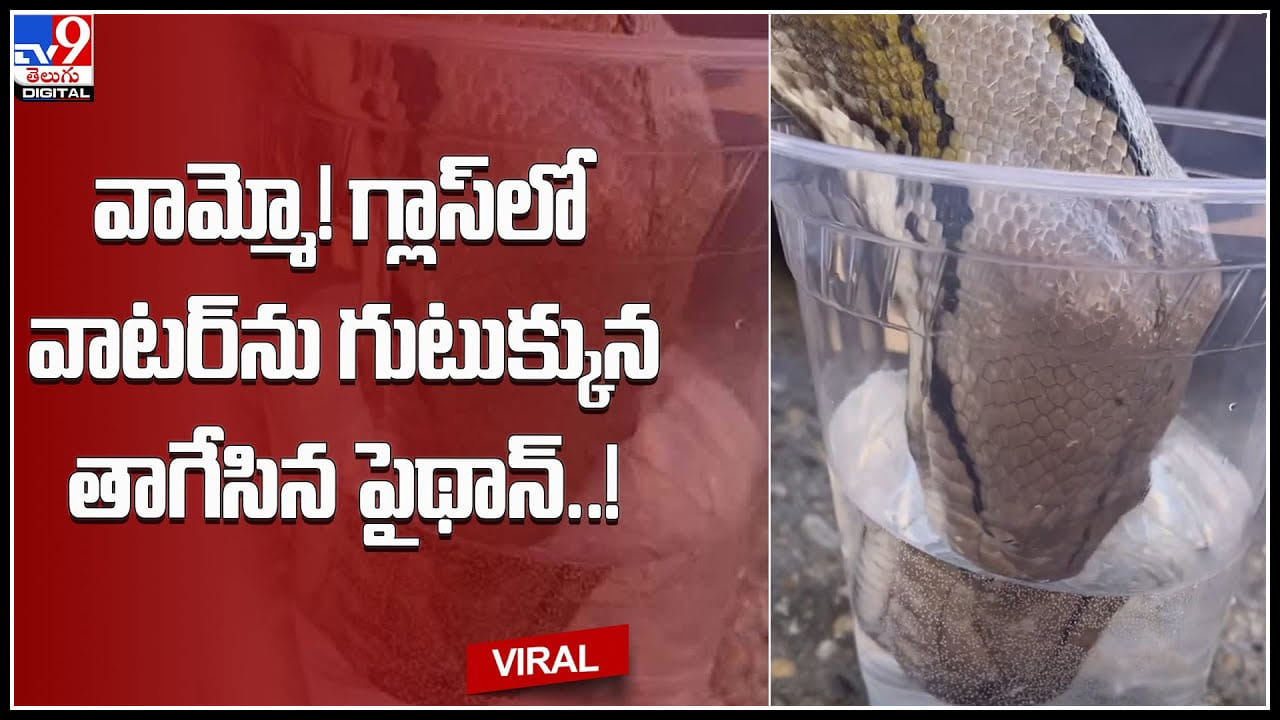 Python Drinking water: వామ్మో ఏంటి ఇంత ఆకలి మీద ఉంది..! గ్లాస్‌లో వాటర్ ...