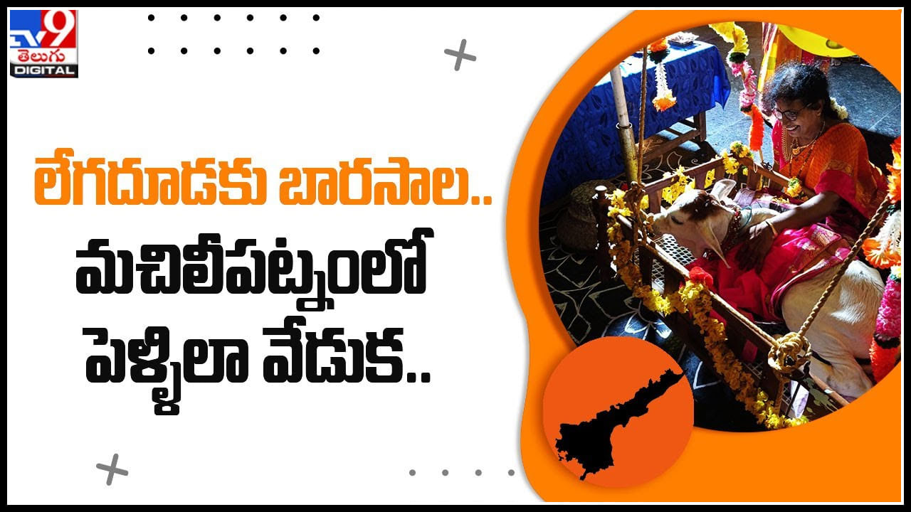 Barasala to calf: లేగదూడకు బారసాల.. మచిలీపట్నంలో పెళ్ళిలా వేడుక ...
