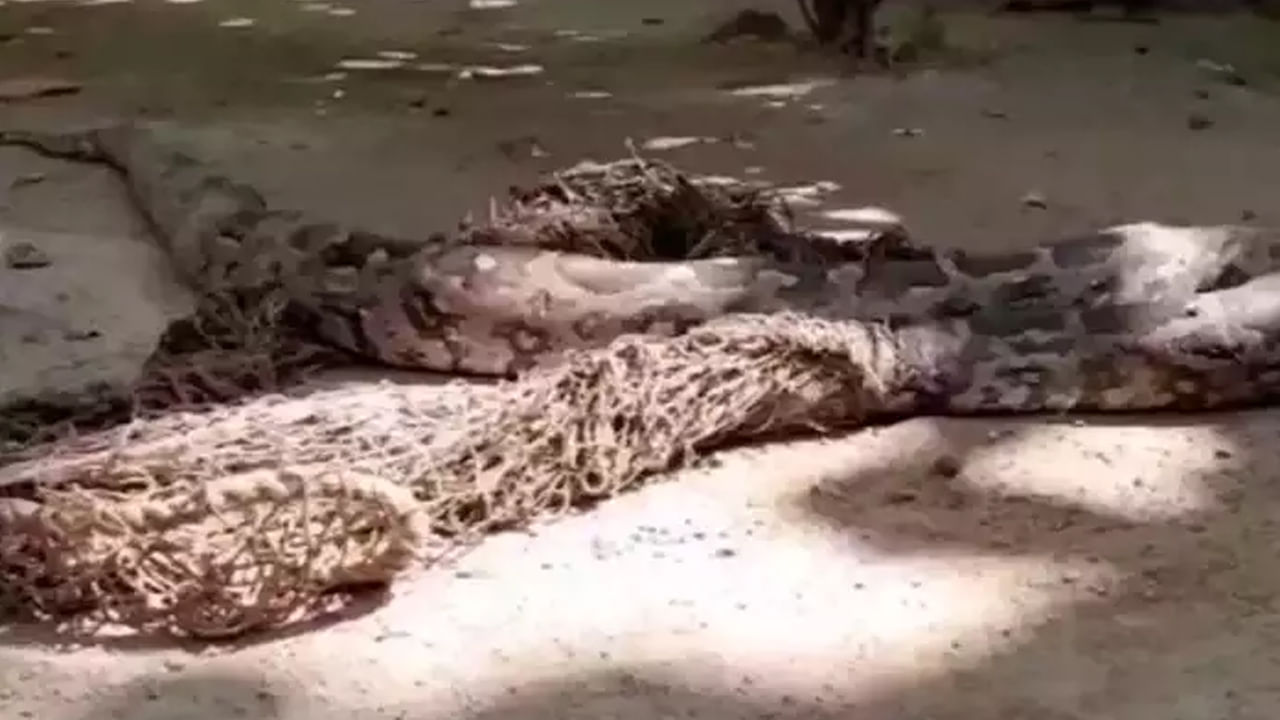 Karimnagar: చేపల కోసం వల వేసిన జాలర్లు.. అందులో చిక్కింది చూసి మైండ్ బ్లాంక్ - Telugu News ...