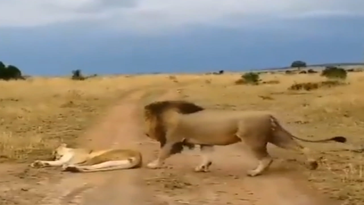 Viral Video: సివంగితో మామూలుగా ఉండదు మరి.. అడవికి రాజైనా తోక ...