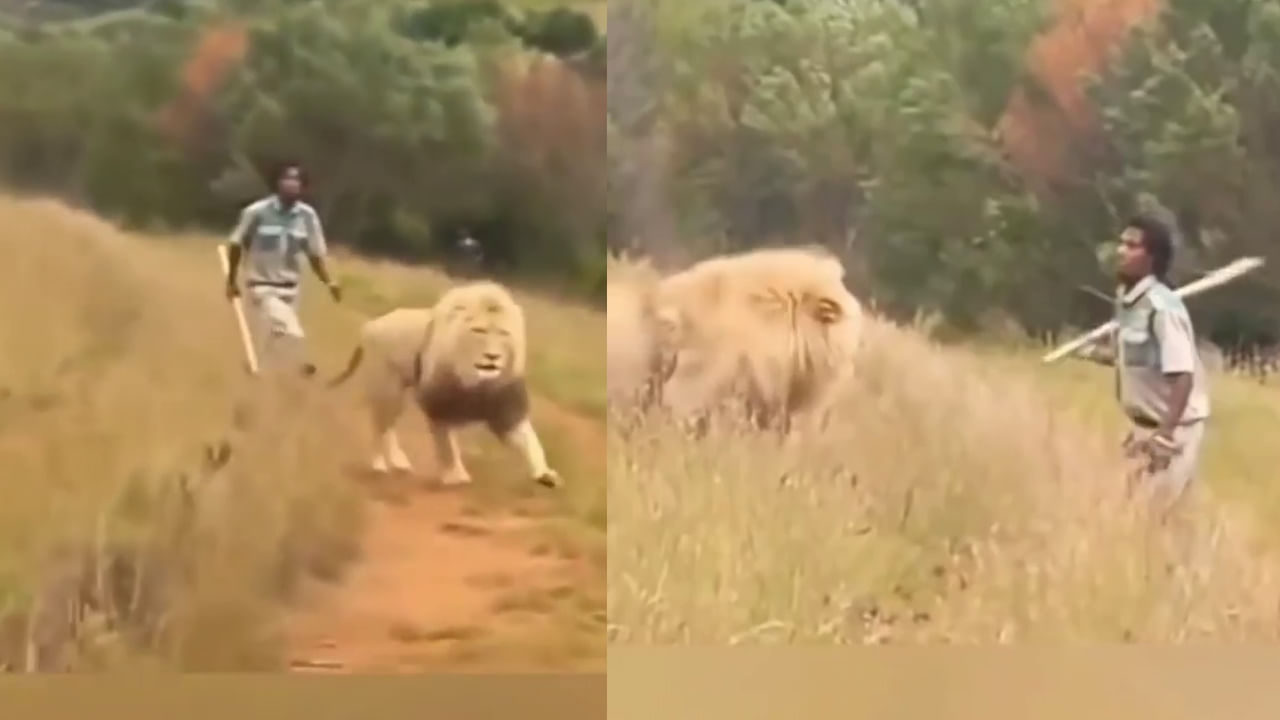 Viral Video: పిల్లి కాదురా సింగం.! నీ ధైర్యానికి ఓ దండం.. చిన్న కర్రతో ...