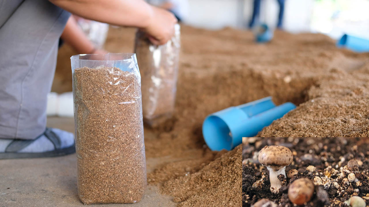 Mushroom compost Unit: పుట్టగొడుగులను పండించే రైతులకు సువర్ణావకాశం.. ఈ ...