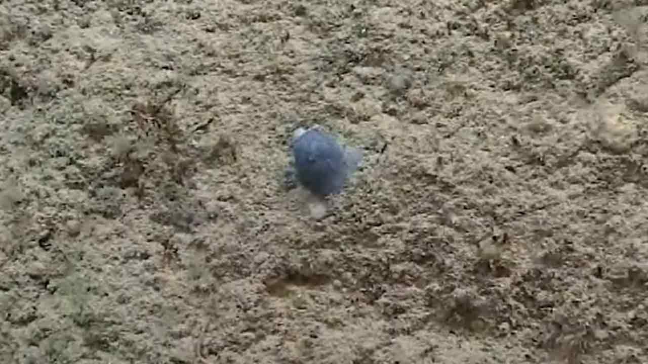 Viral Video: కరేబియన్ సముద్రంలో రహస్య సముద్ర జీవి.. తొలిసారి చూసిన ...