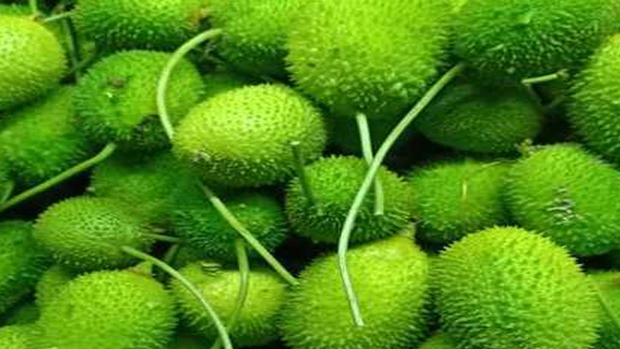 Health: డయాబెటిస్ బాధితులకు బోడ కాకర అద్భుత వరం.. రుచికి రుచి ...