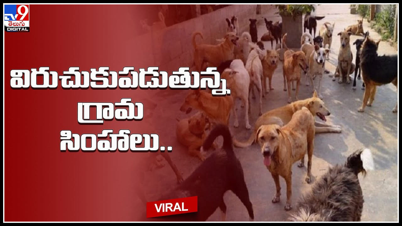 Dogs attack: విరుచుకుపడుతున్న గ్రామ సింహాలు.. గుంపులుగా ఉంటూ రౌడీయిజం ...
