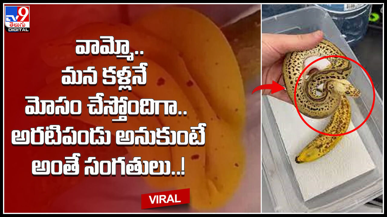 Banana Phython Snake: వామ్మో.. మన కళ్లనే మోసం చేస్తోందిగా.. అరటిపండు ...