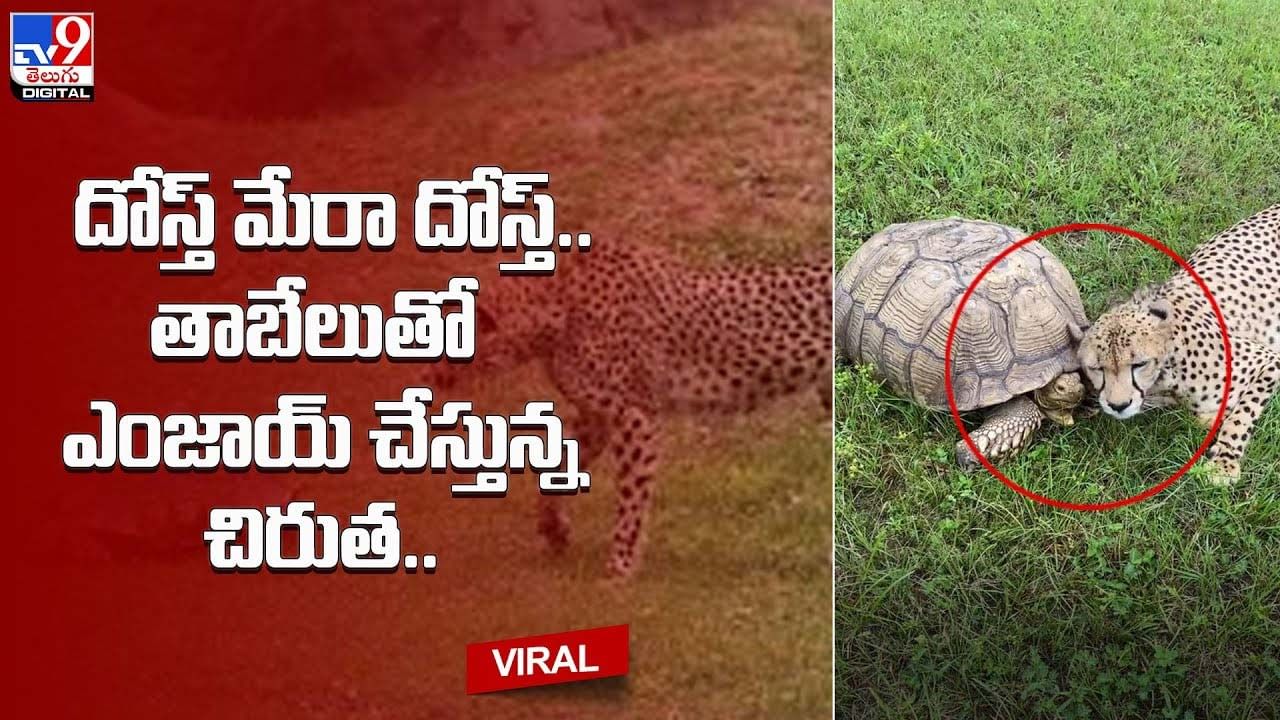దోస్త్ మేరా దోస్త్.. తాబేలుతో ఎంజాయ్ చేస్తున్న చిరుత !! - Telugu News | Cheetah plays with ...