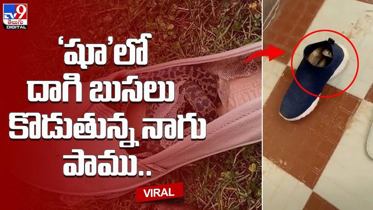 ‘షూ’లో దాగి బుసలు కొడుతున్న నాగు పాము.. చివరికి ఏమైందంటే ?? - Telugu ...