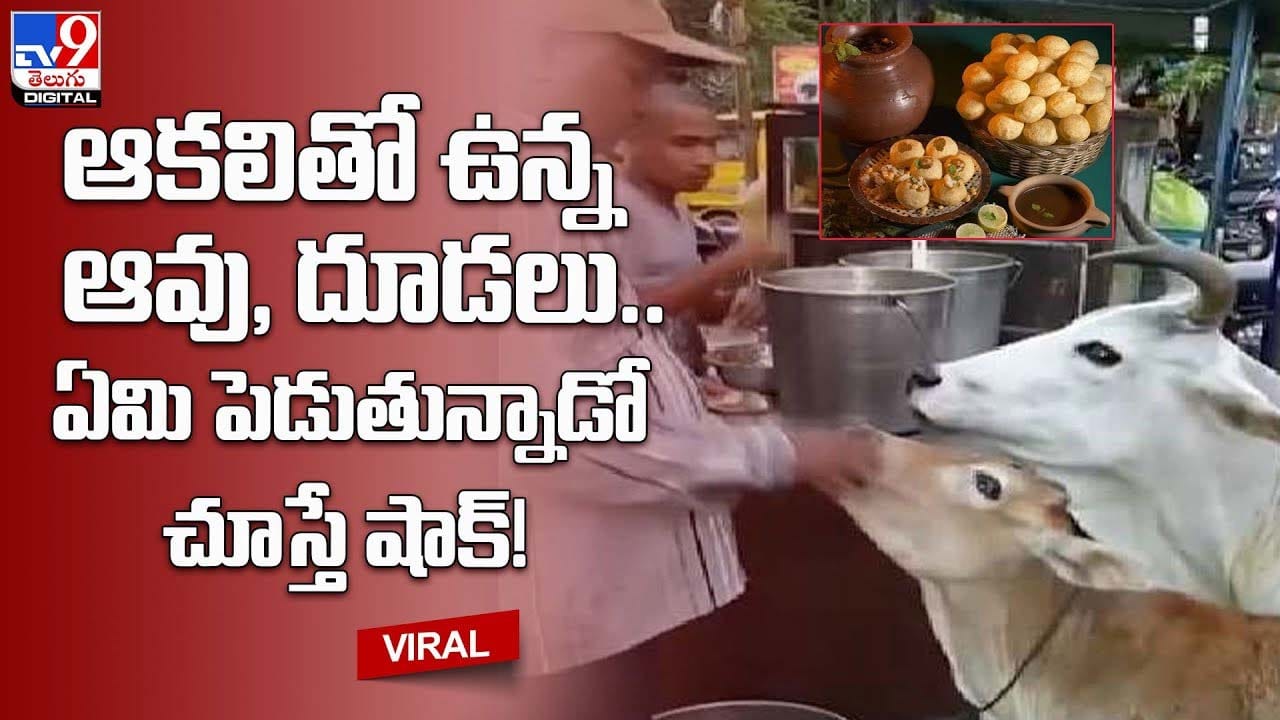 ఆకలితో ఉన్న ఆవు, దూడలు.. ఏమి పెడుతున్నాడో చూస్తే షాక్ - Telugu News ...
