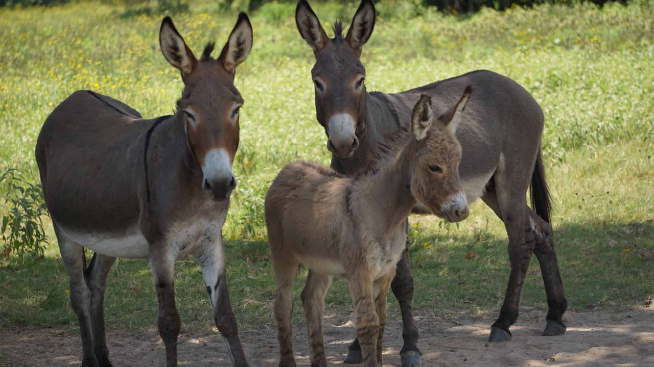 Donkeys Arrest: కోర్టుకు హాజరైన ఐదు గాడిదలు.. కారణం ఏంటో తెలుసా ...