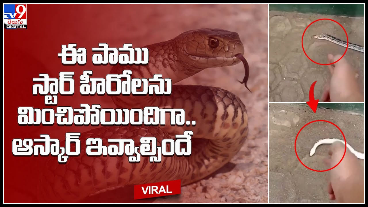 Snake acting: అబ్బా ఎం యాక్టింగ్ గురు..! ఈ పాము స్టార్‌ హీరోలను ...