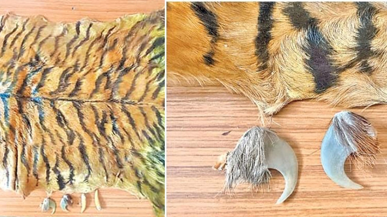 Andhra Pradesh: కృష్ణా జిల్లాలో నకిలీ పులిచర్మం విక్రయాలు.. నిందితులను ...