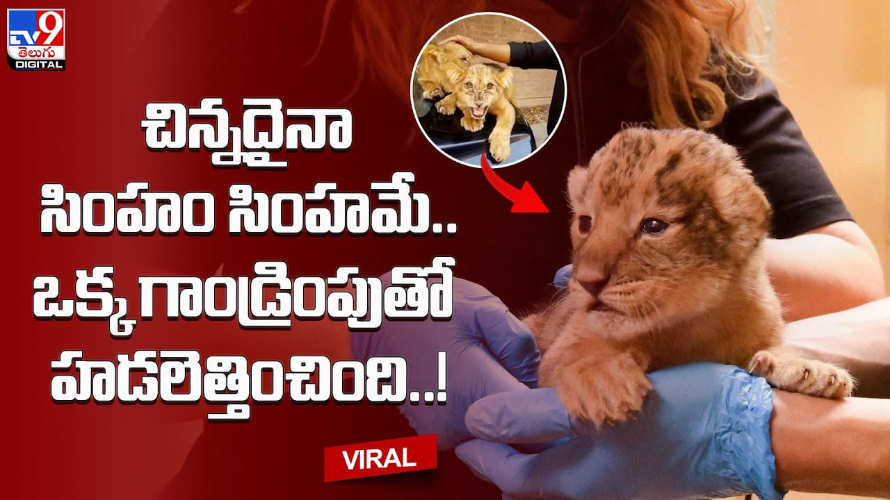 Lion cubs: చిన్నదైనా పెద్దదైన సింహం సింహమే.. ఒక్క గాండ్రింపుతో ...