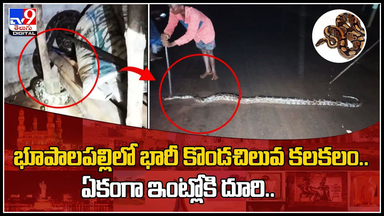 Python: భారీ కొండచిలువ కలకలం.. ఏకంగా ఇంట్లోకి దూరి లేగదూడను మింగేందుకు ...